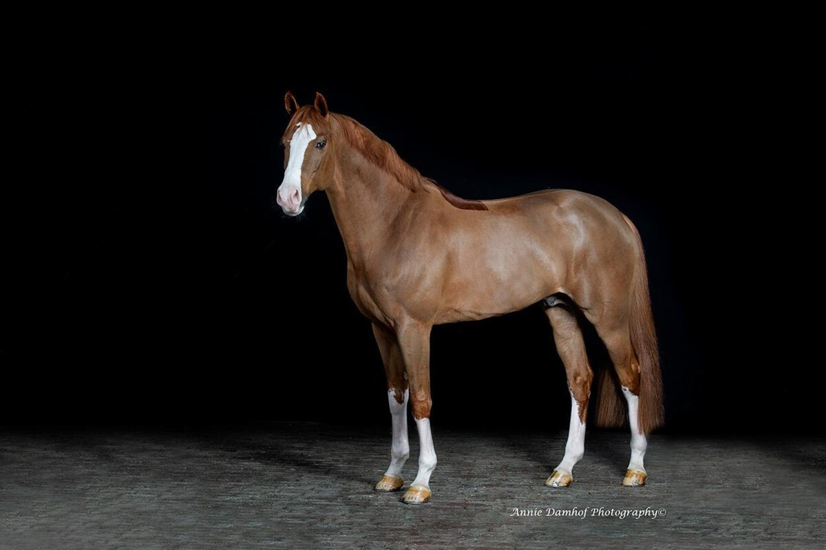 Hengsten Van Dijck - Ermitage Kalone