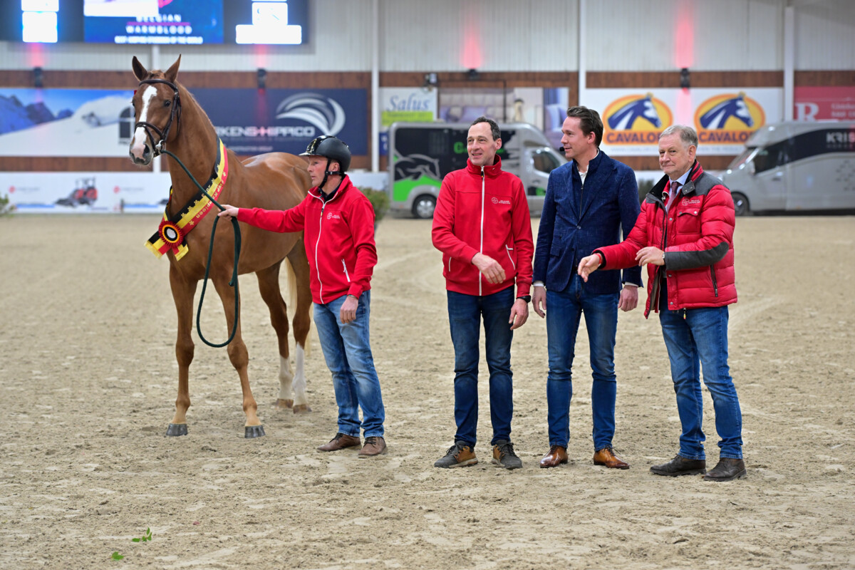 Hengsten Van Dijck - Ultra Star JM