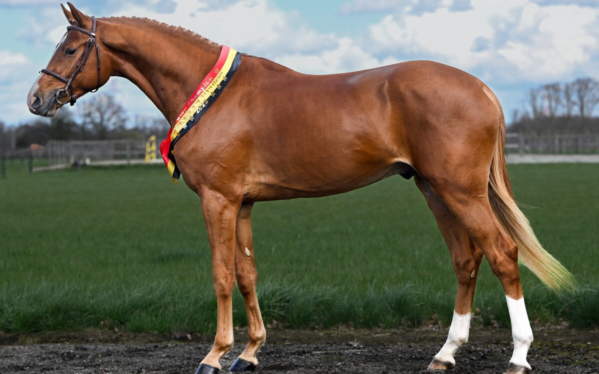 Hengsten Van Dijck - ULTRA STAR JM